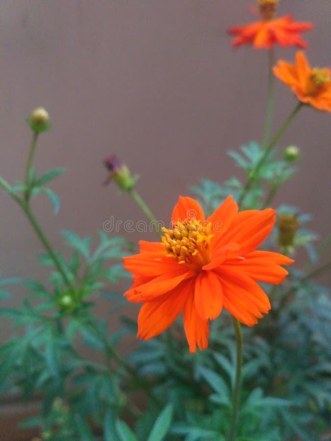 Jinia Flower Stock Photos - Free & Royalty-Free Stock Photos from ...