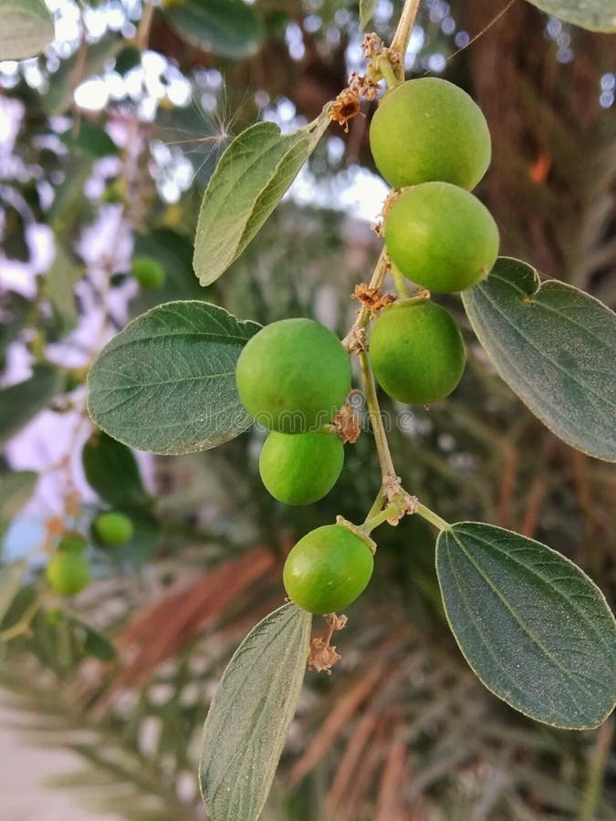 Beautiful jujube tree stock photo. Image of fruit, bundle - 248711046