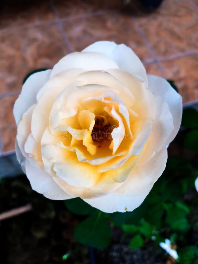 Beautiful Juliet Rose stock photo. Image of garden, leaf - 268892450