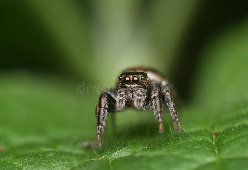 Beautiful Jumping Spider, Close-up Jumping Spider, Jumping Spider ...