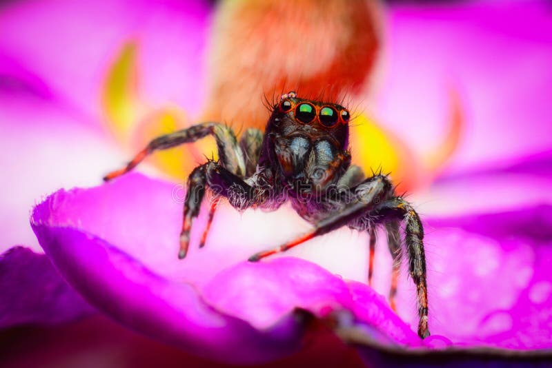 Beautiful Jumping Spider on Flower Stock Image - Image of jungle, flora ...