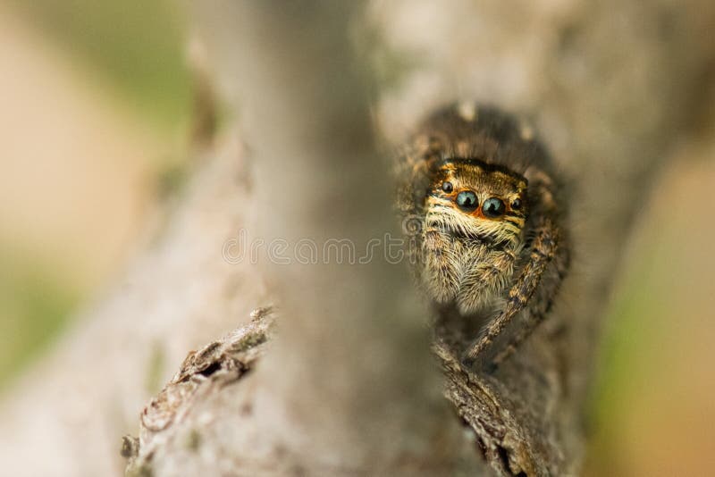 A Beautiful Side View of the Sphinx on a Hot Spring Day in Gizeh Stock ...