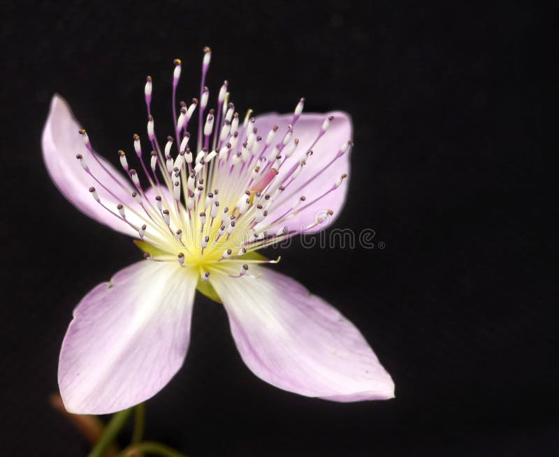 Rare Flower stock image. Image of beautiful, rare, pink - 128248399