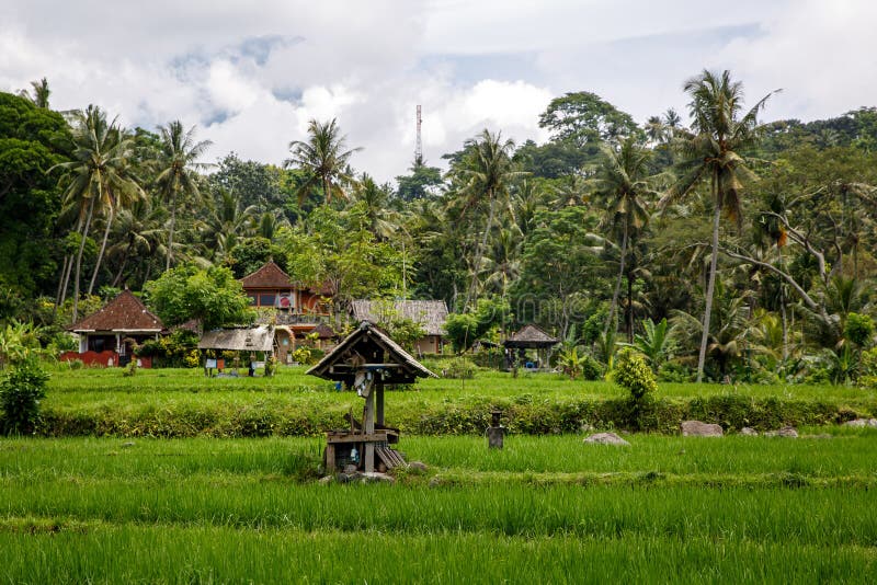 Beautiful Jungle and Rice Fields of Asia. Green Concept Stock Image ...