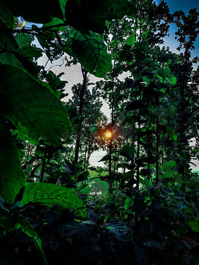 Beautiful Jungle with Beautiful Sun Morning View Stock Photo - Image of ...