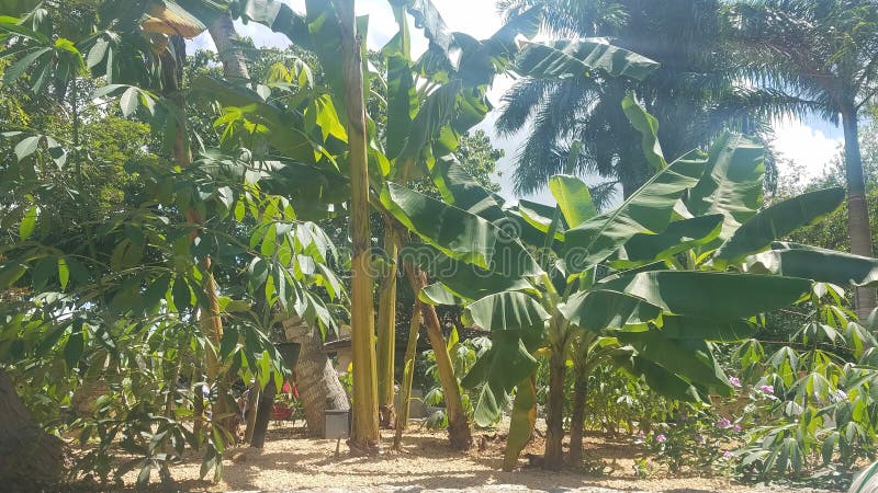 Beautiful Jungle Trees stock photo. Image of tropics - 203939568