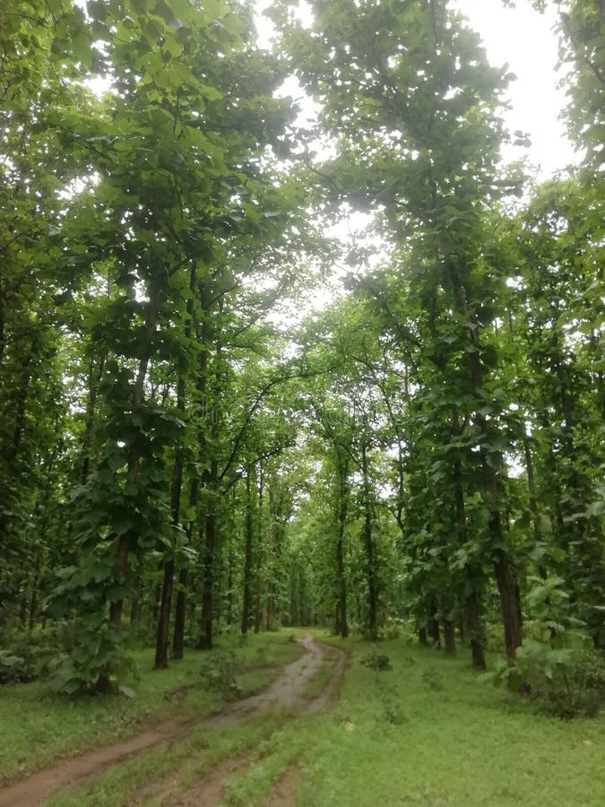 Beautiful Jungle Trees Roadside Trees Image Stock Image - Image of ...