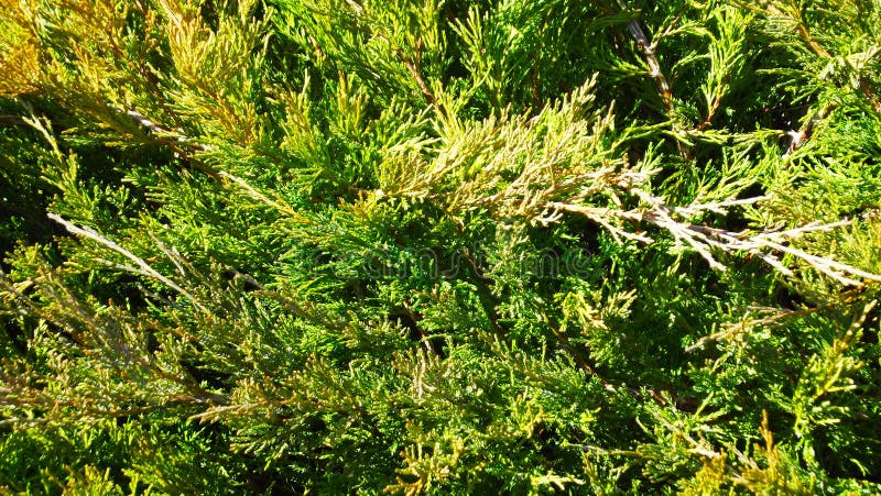 Beautiful juniper. stock photo. Image of ornamental - 114958864