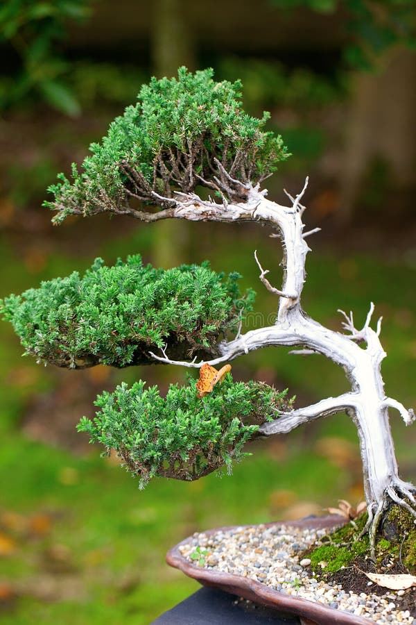 1,258 Juniper Bonsai Photos - Free & Royalty-Free Stock Photos from ...