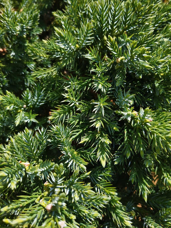 Beautiful juniper bonsai stock image. Image of china - 30094433