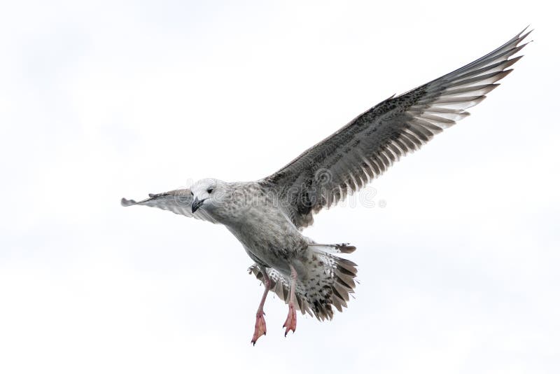 Juveniele Caspian Gull Larus Cachinnans in Flight Above the Water of ...