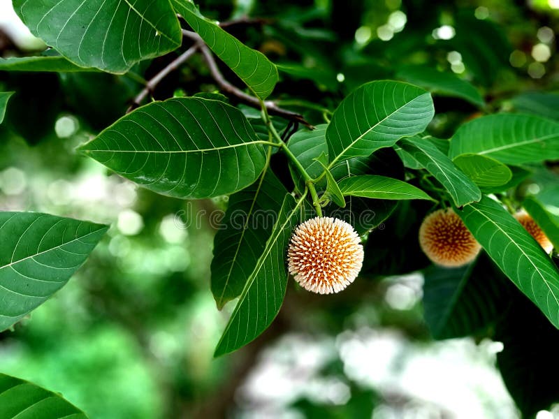 Imrul Reham (Rehamimrul) - Photos