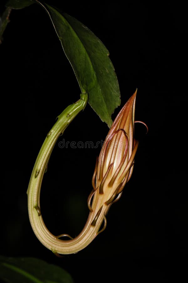 Beautiful sun set stock photo. Image of canon7dmark2 - 52552826