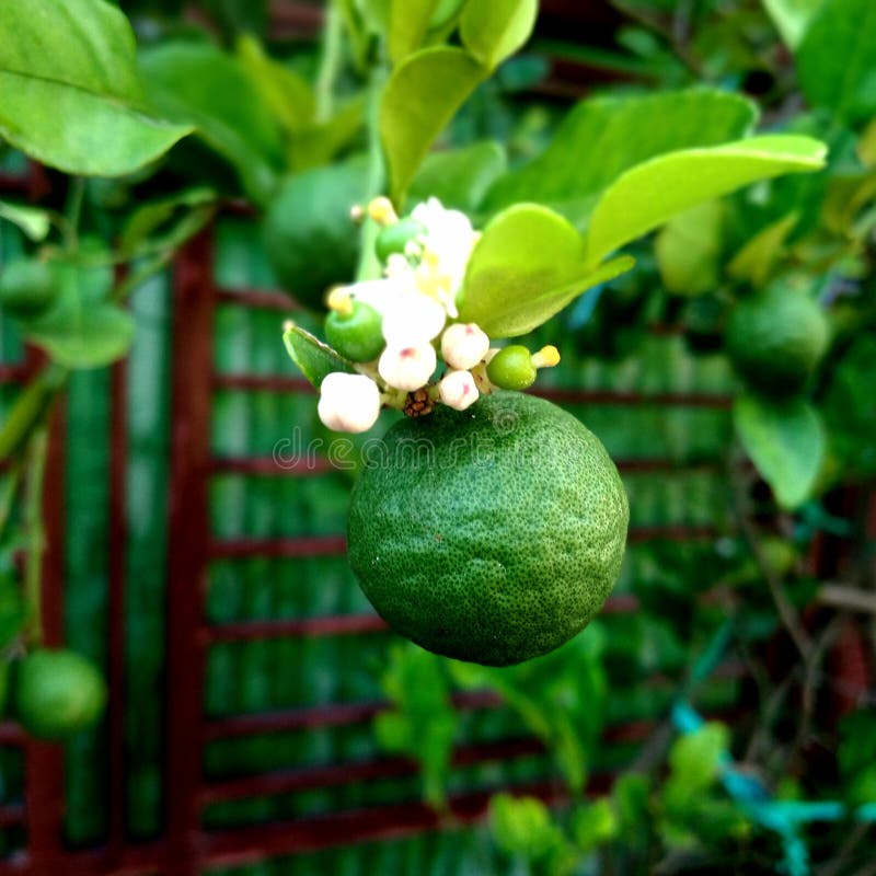 Beautiful Kaffir Lime Shape with a Rough Fruit Surface Stock Image ...
