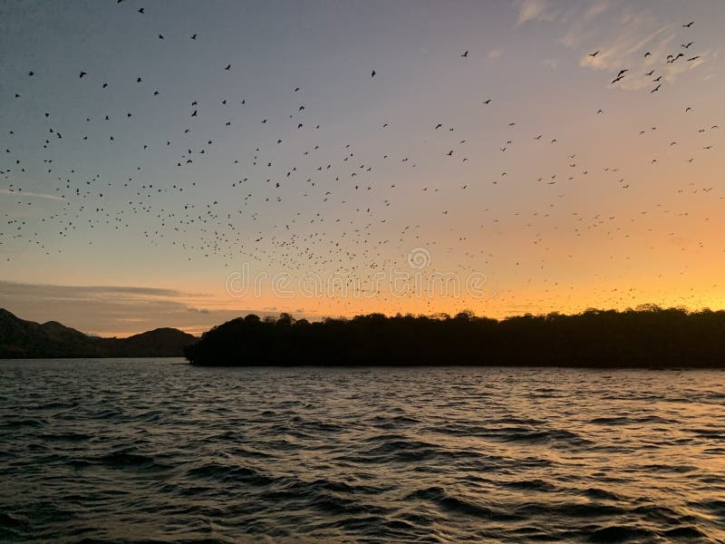 Gua Kalong yang Indah stock image. Image of kalong, kalongcave - 323615597