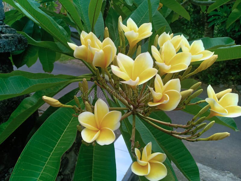 The Beautiful of Kamboja Flowers Stock Image - Image of peacefull ...