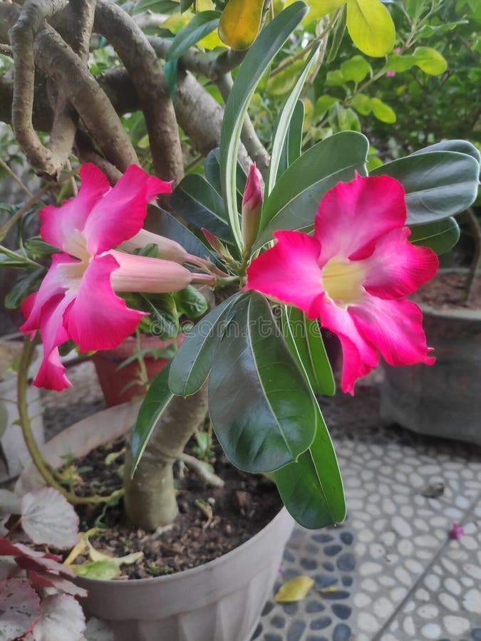 Beautiful Kamboja Flowers stock photo. Image of beautiful - 267293854