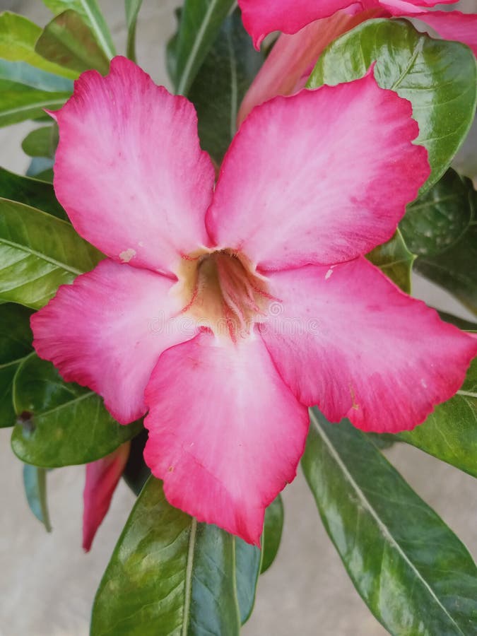 Beautiful Kamboja Pink Flower Garden Stock Image - Image of flower ...