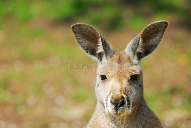 Beautiful kangaroo stock photo. Image of rufus, nature - 9006892