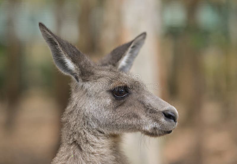 Side View of a Kangaroos Face Stock Photo - Image of smile, ears: 35226858