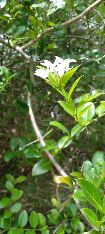 A Beautiful Karamba Flower Blooming in the Forest Stock Photo - Image ...