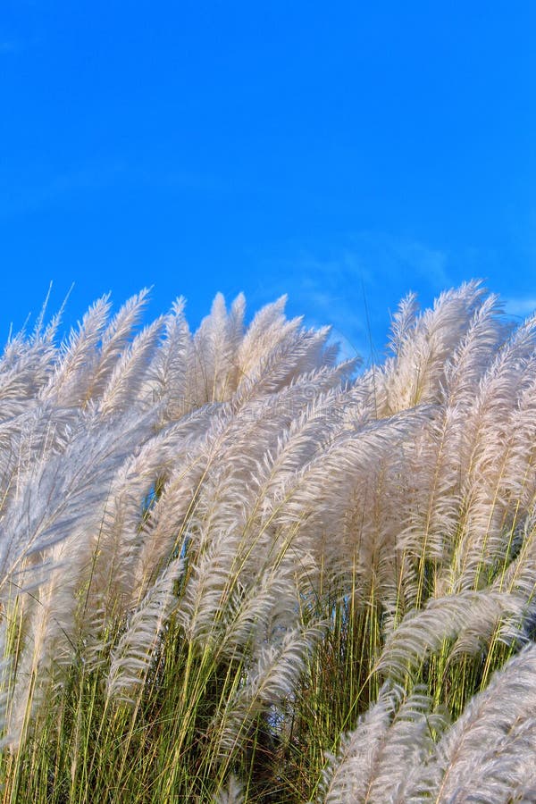 Beautiful Kashful Flowers Stock Photos - Free & Royalty-Free Stock ...