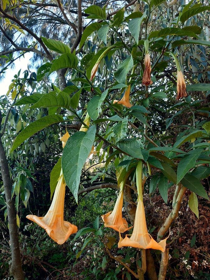 Beautiful Kecubung flower stock photo. Image of garden - 202688800