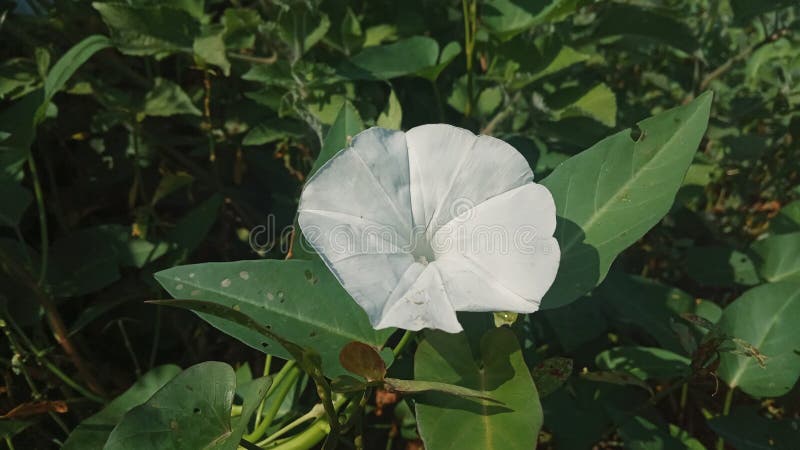 Beautiful kel flowers stock photo. Image of garden, green - 188736856