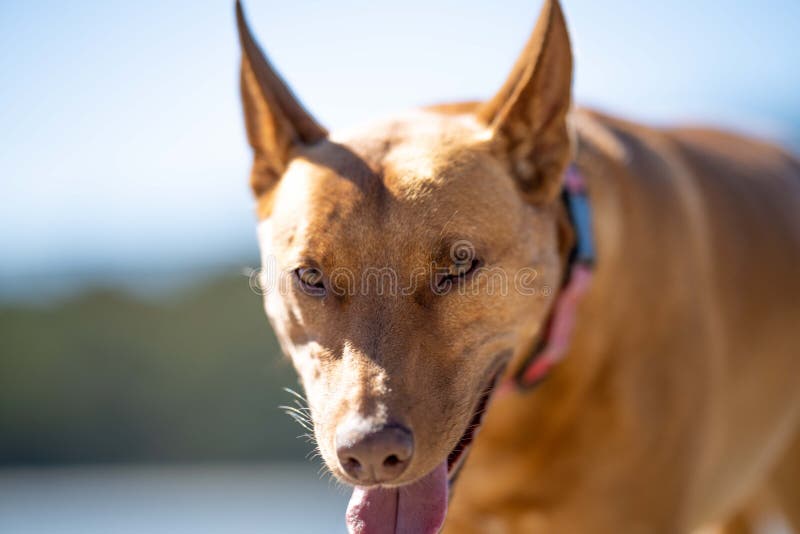 Beautiful Kelpie Dog on a Sandy Beach in Australia Stock Photo - Image ...