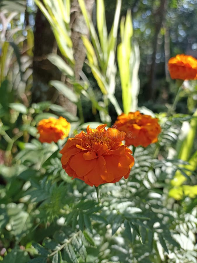 Beautiful Kenikir Fower Stock Photos - Free & Royalty-Free Stock Photos ...