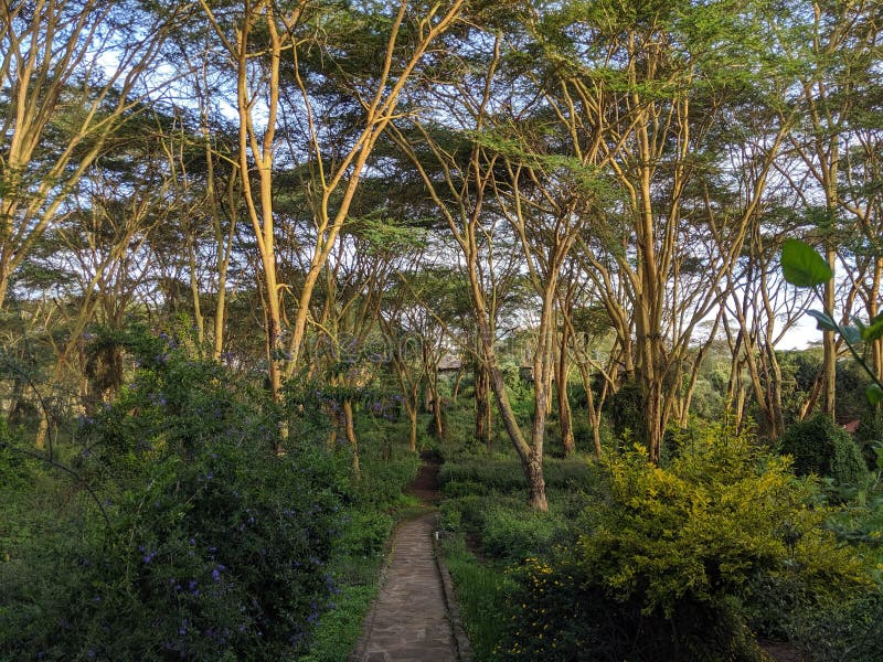 211 Kenyan Woodland Stock Photos - Free & Royalty-Free Stock Photos ...