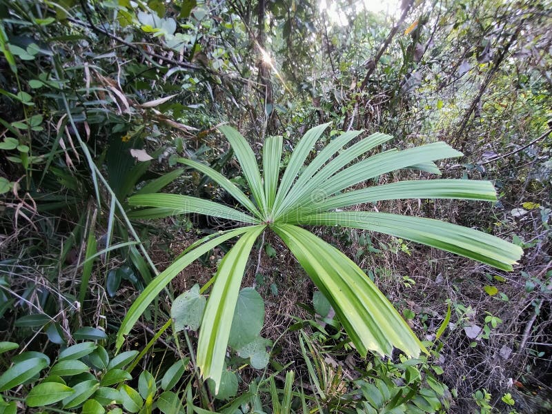 A Beautiful Ketupat Palas Leaf Tree Stock Image - Image of beautiful ...