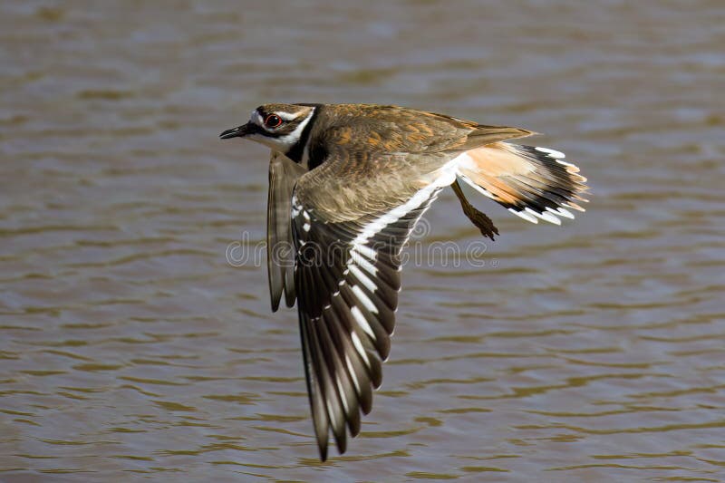 Beautiful Killdeer Bird in Flight Over a Lake Stock Photo - Image of ...