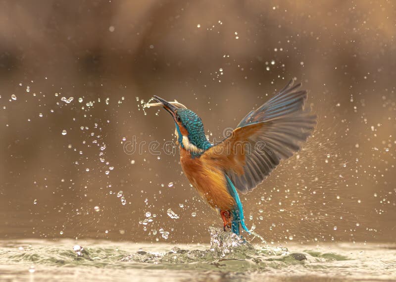 Kingfisherphotography Stock Photos - Free & Royalty-Free Stock Photos ...