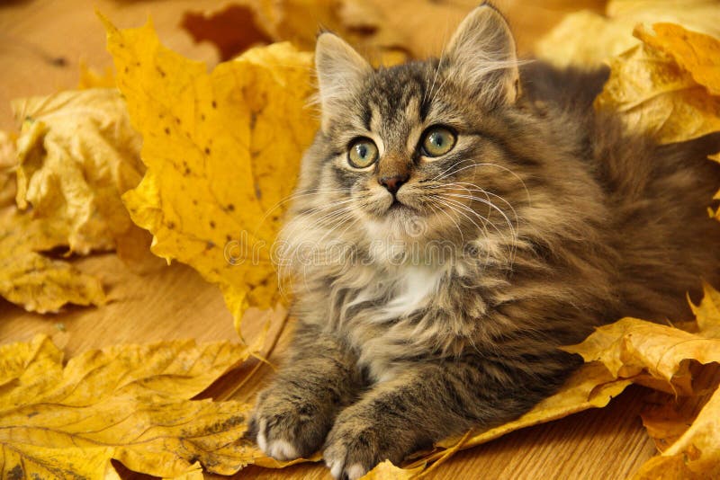 Beautiful Kitten in Autumn Leaves Stock Image - Image of eyes, cute ...