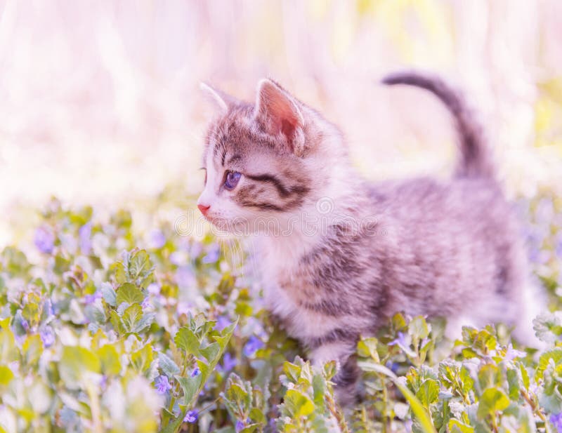 Beautiful kitten outdoor stock image. Image of tabby - 40801253