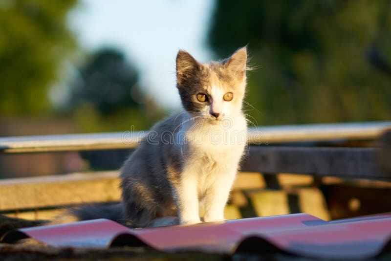 Beautiful Kitten in the Rays of Sunset Stock Photo - Image of outdoor ...