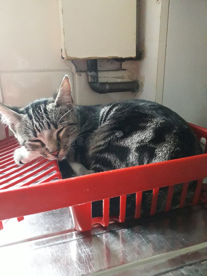 Beautiful Kitten Resting Peacefully Comfortably Stock Photo - Image of ...