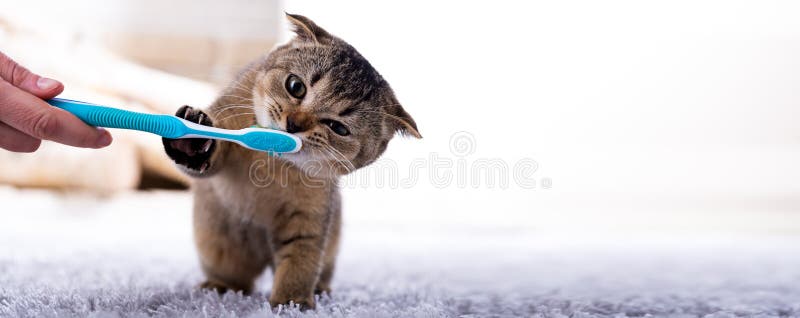 Beautiful Kitten and a Toothbrush. Cat Brushing Teeth Stock Photo ...