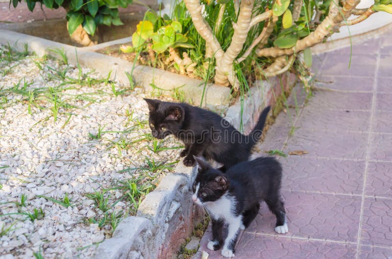 Beautiful Kittens Playing Together and Each with Himself Stock Image ...