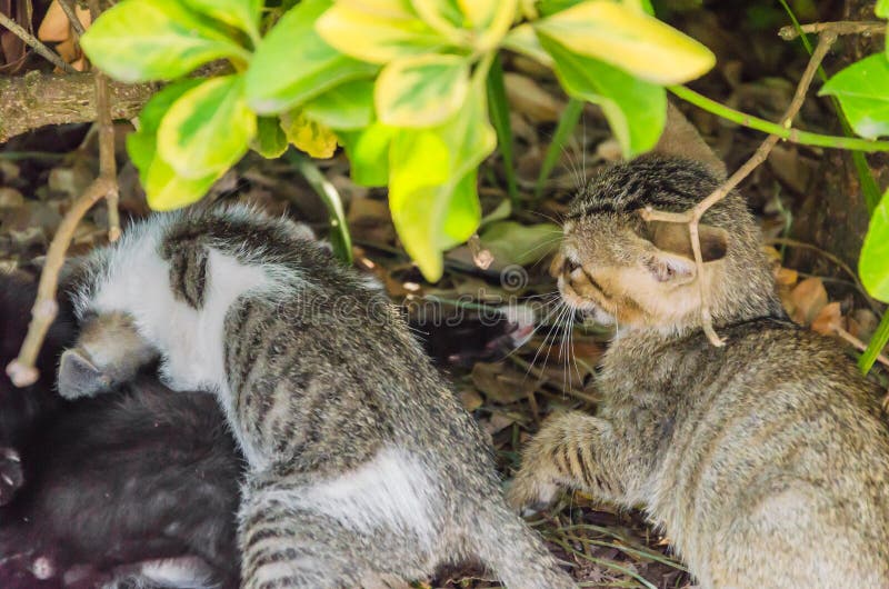 Beautiful Kittens Playing Together and Each with Himself Stock Image ...