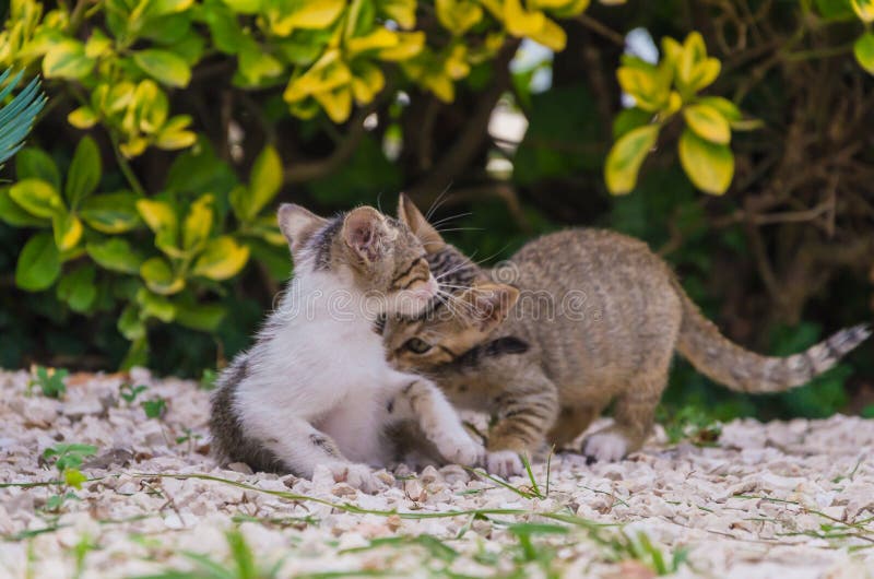 Beautiful Kittens Playing Together and Each with Himself Stock Image ...