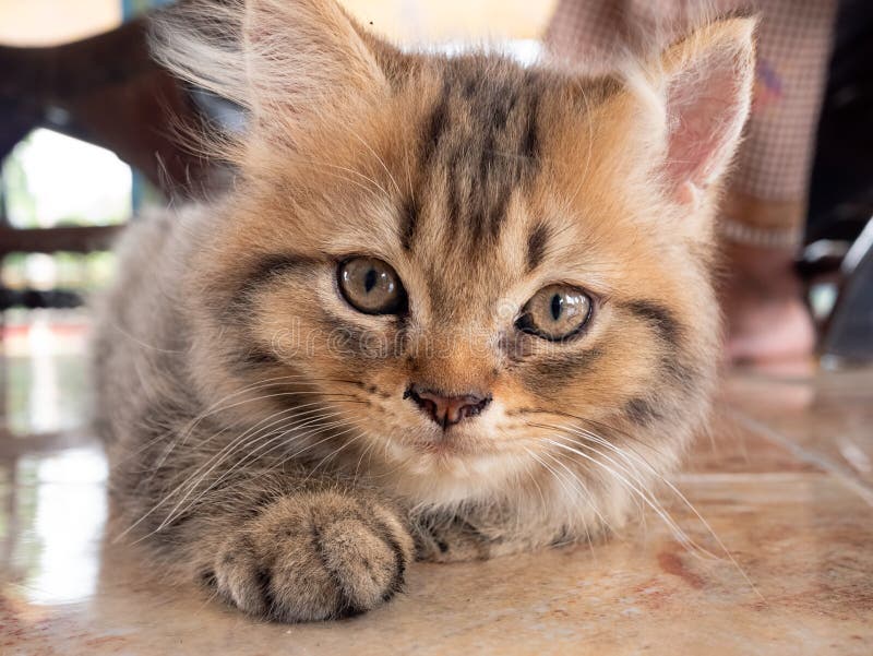 Beautiful kitty cat stock image. Image of portrait, beautiful - 119926117