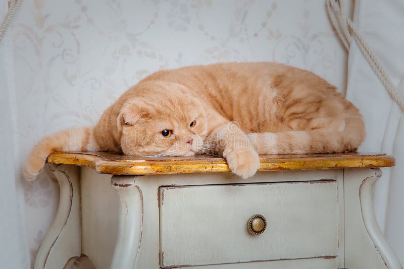 Red Cat in Rustic Interior. Pet at Home. Beautiful Kitty Meows Stock ...