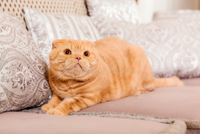 Red Cat in Rustic Interior. Pet at Home. Beautiful Kitty Meows Stock ...