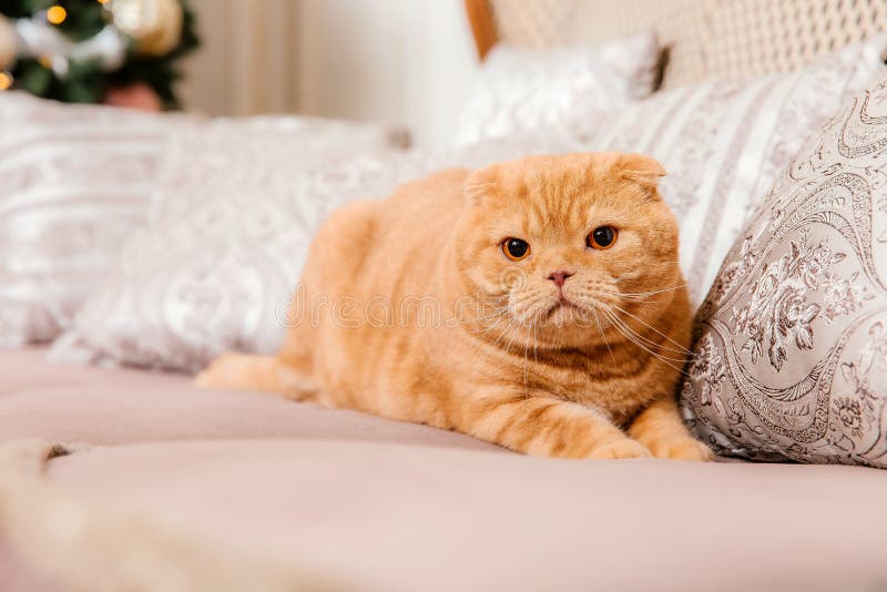 Red Cat in Rustic Interior. Pet at Home. Beautiful Kitty Meows Stock ...