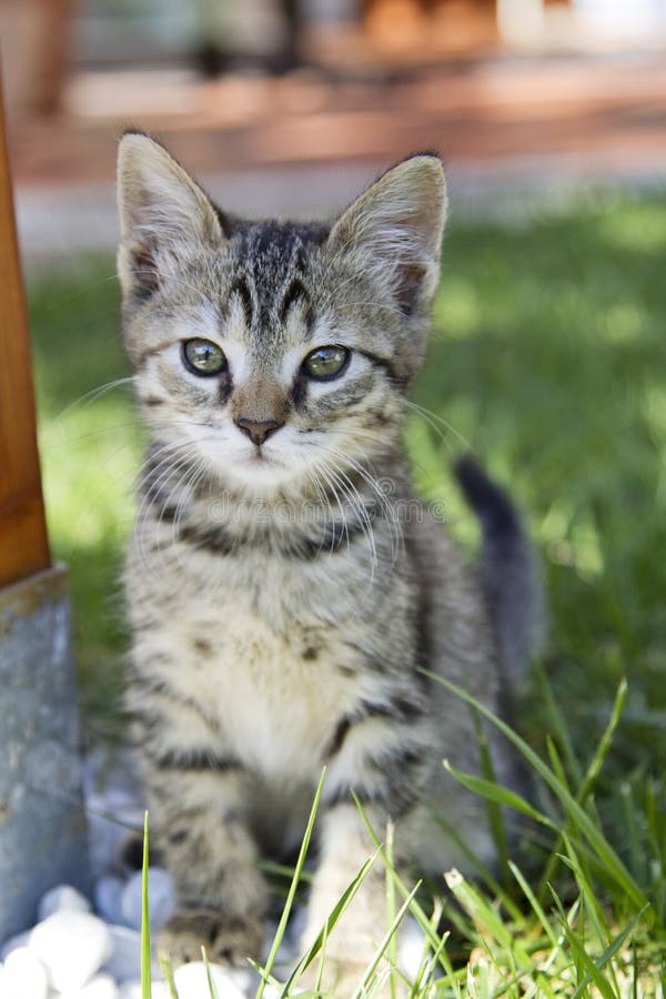 Beautiful Kitty outdoor stock image. Image of kitty, young - 62789277