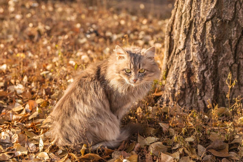 Beautiful kitty stock photo. Image of grass, seasonal - 33169964