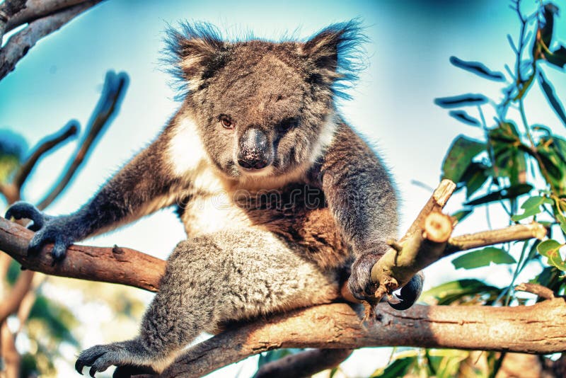 Beautiful Koala Relaxing on the Eucalyptus Tree Against Blue Sky ...