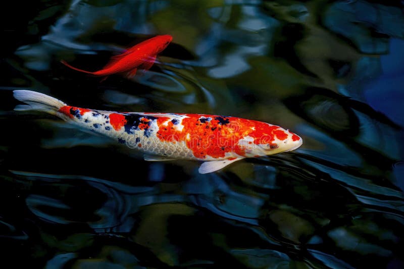 Koi carp stock image. Image of seafood, flower, invertebrate - 272266419